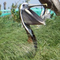 Publications – Brock Geary