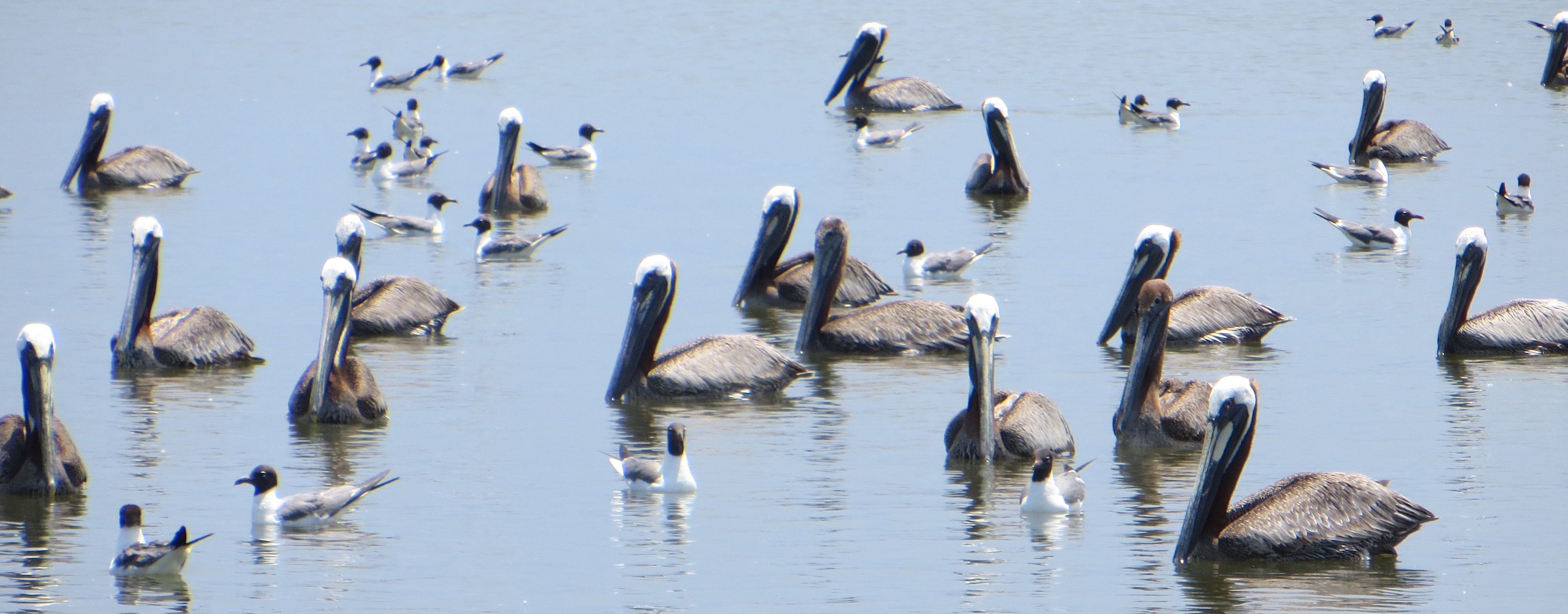 Brock Geary – Behavioral and foraging ecology